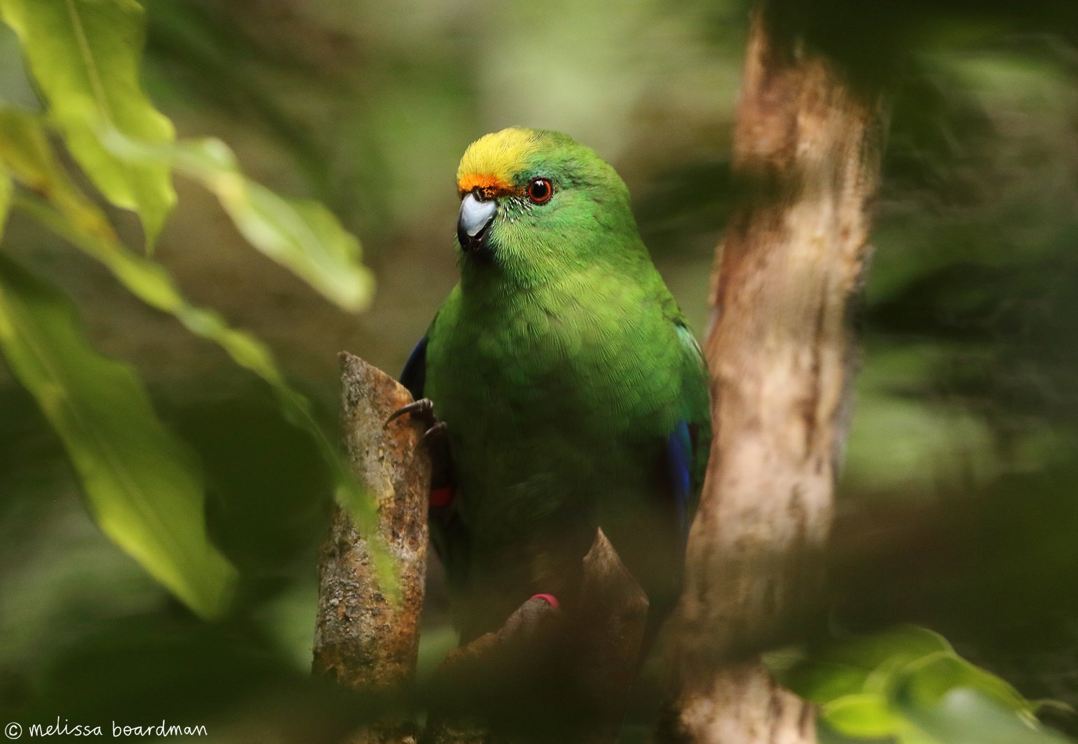 Stunning photographs of native New Zealand birds — Melissa Boardman