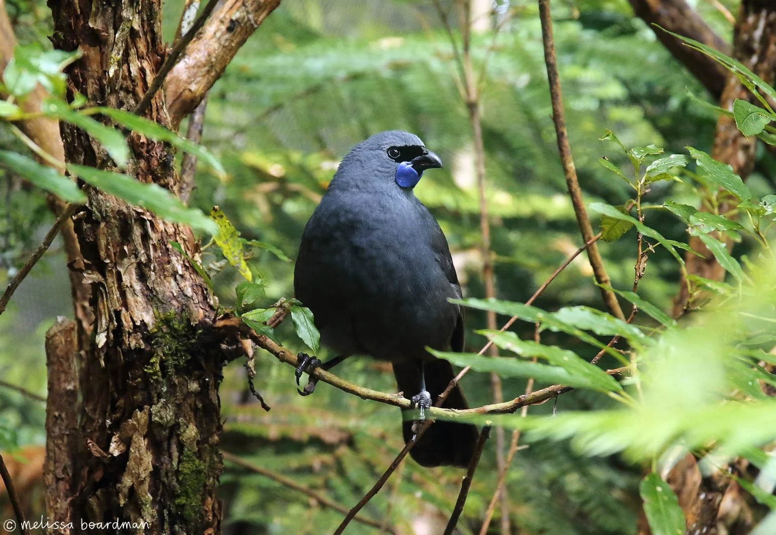 Stunning photographs of native New Zealand birds — Melissa Boardman