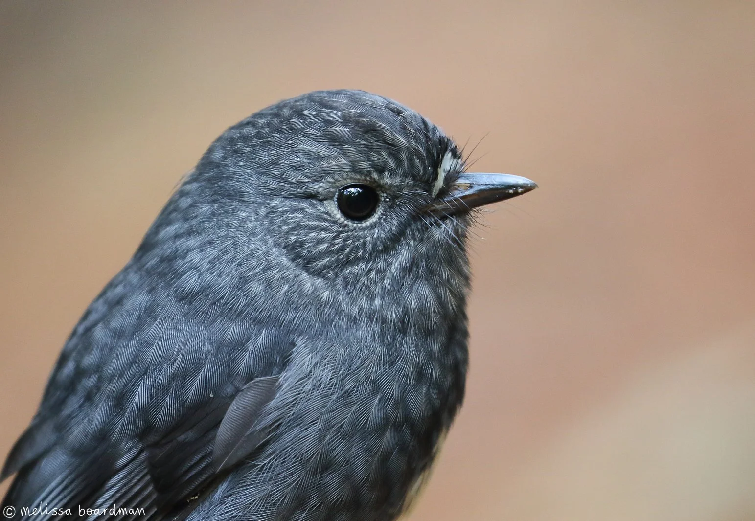 Stunning photographs of native New Zealand birds — Melissa Boardman