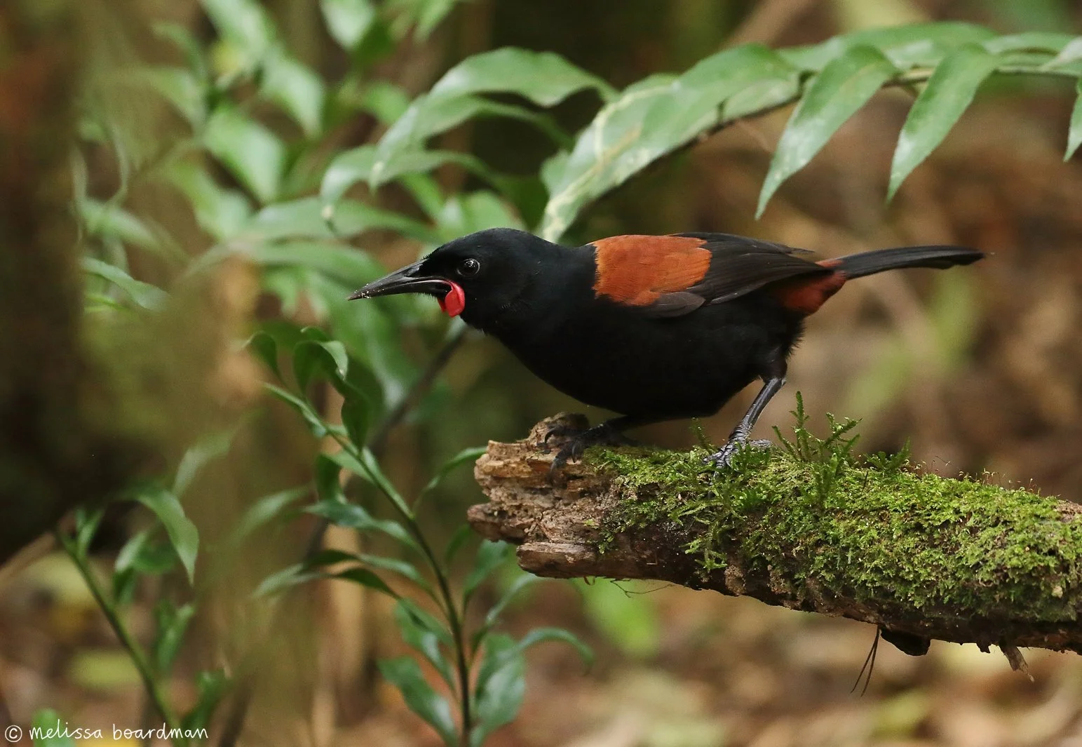 Stunning photographs of native New Zealand birds — Melissa Boardman