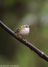 Stunning photographs of native New Zealand birds — Melissa Boardman