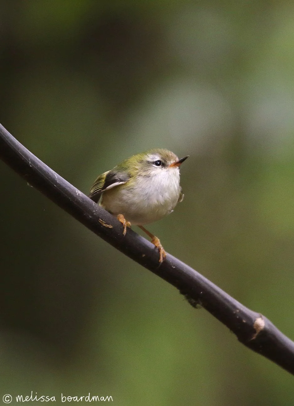 Stunning photographs of native New Zealand birds — Melissa Boardman
