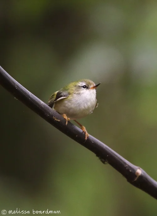Stunning photographs of native New Zealand birds — Melissa Boardman