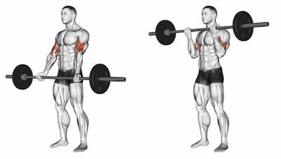 Exercise Database (Biceps1) - Wide-Grip Standing Barbell Biceps Curl ...