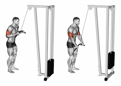Exercise Database (Triceps11) - Cable Bar Triceps Pushdown — Jase Stuart - The Better Body Coach