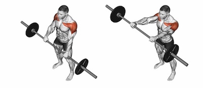 Exercise Database (Shoulders9) - Standing Barbell Front Raises — Jase ...