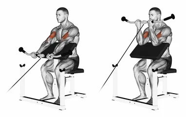 Exercise Database (Biceps10) - Cable Biceps Preacher Curl — Jase Stuart ...