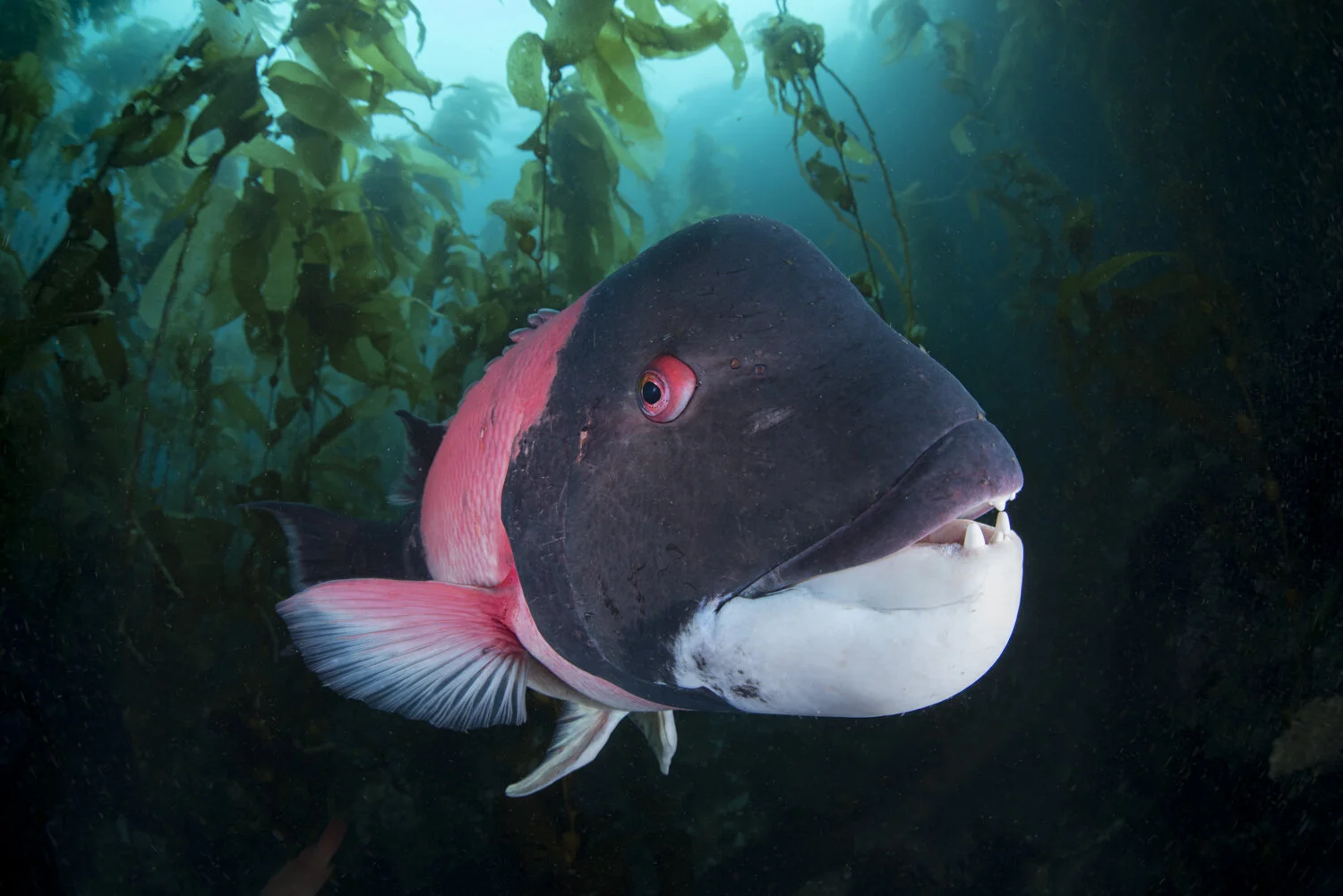 Unique Ocean Expeditions — RICHARD BARNDEN PHOTOGRAPHY