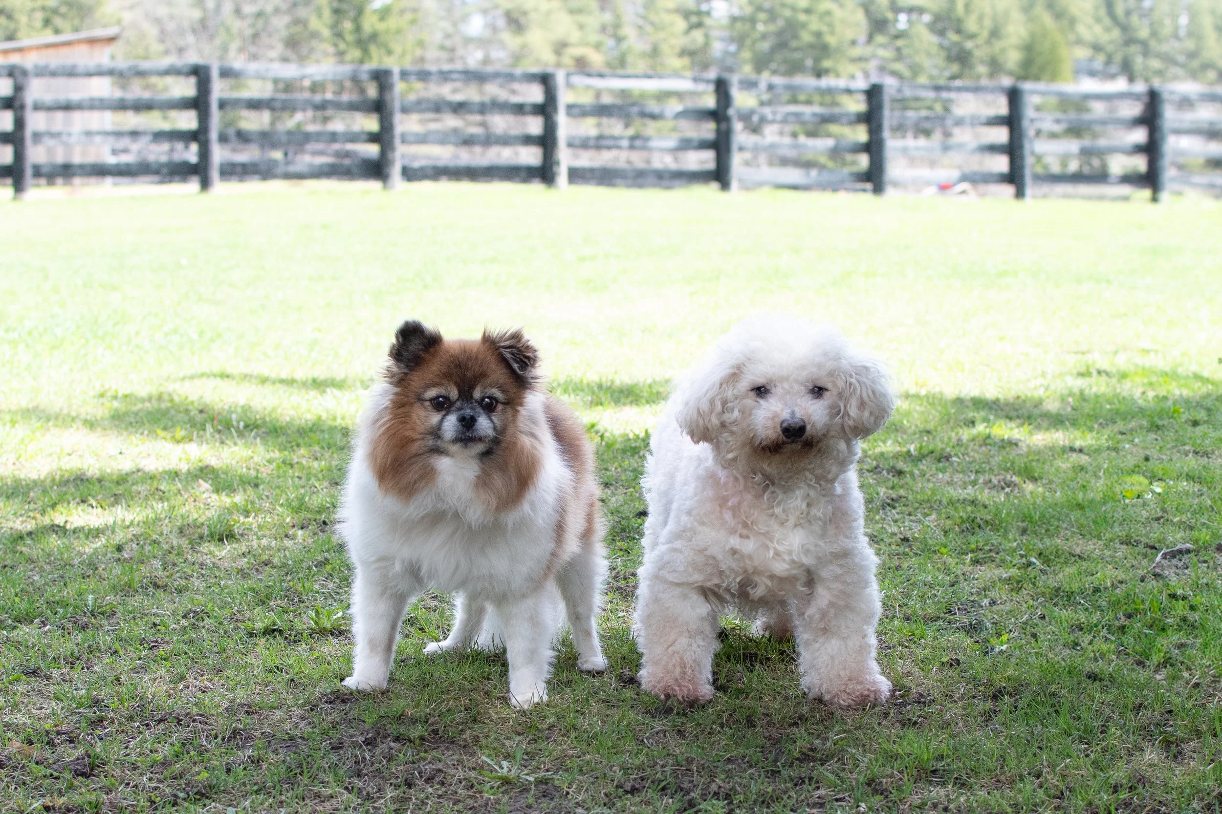 Ollie & Lulu — Dog Tales Rescue and Sanctuary