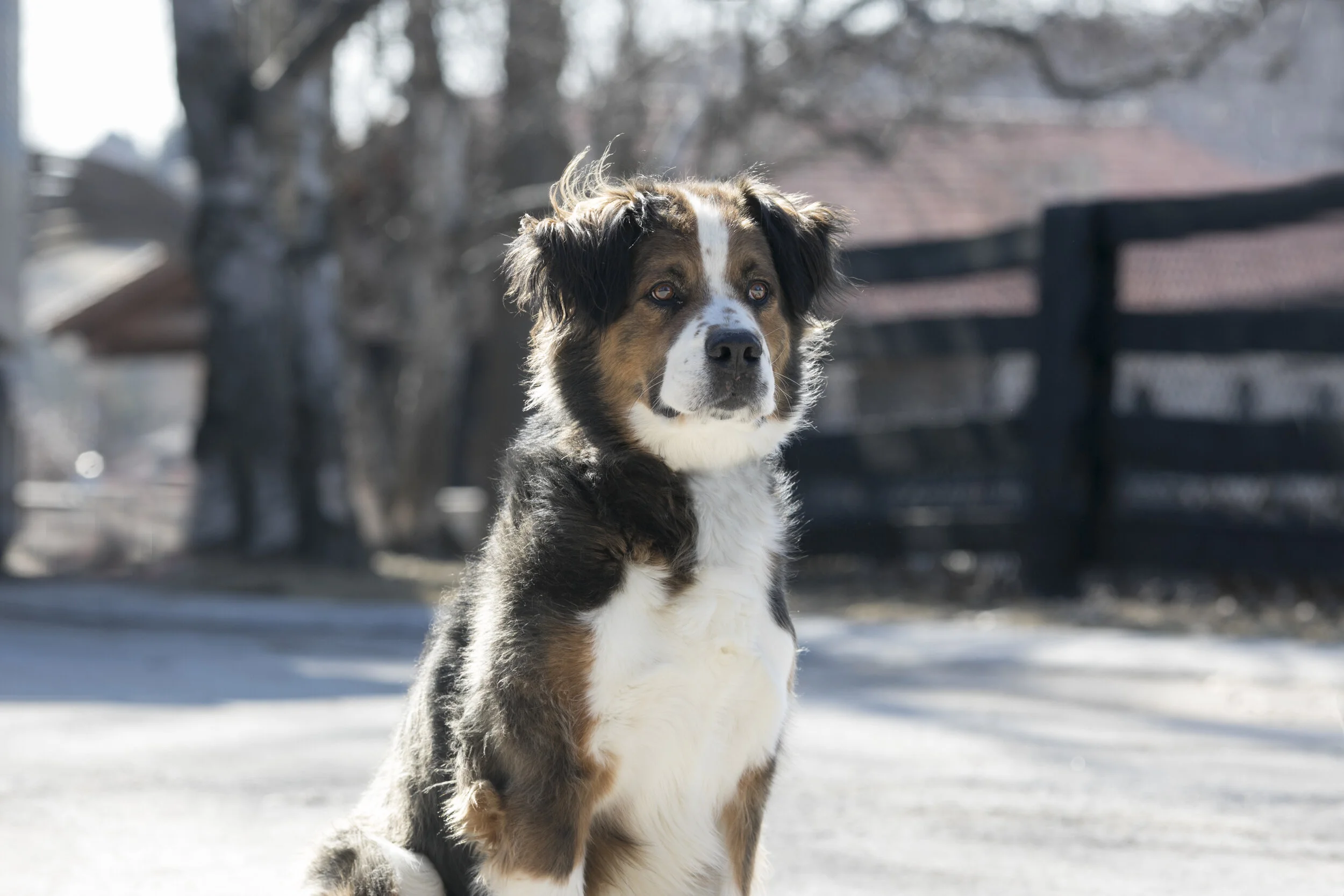 Adoptable Dogs — Dog Tales Rescue and Sanctuary