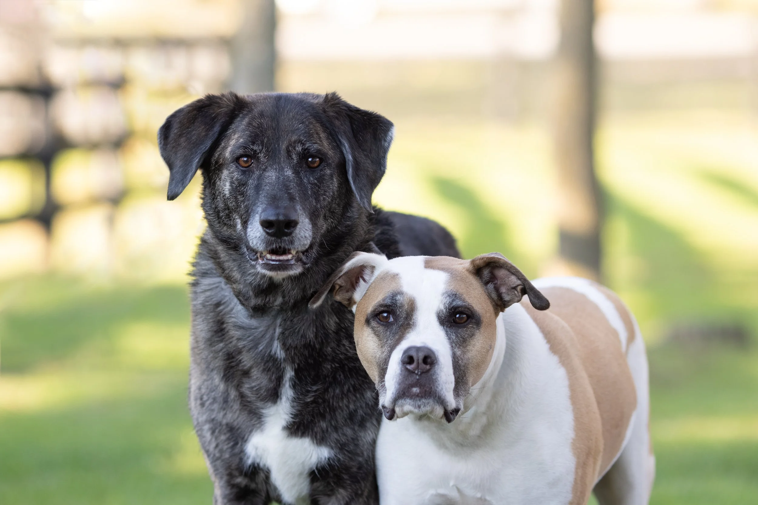 Adoptable Dogs — Dog Tales Rescue and Sanctuary