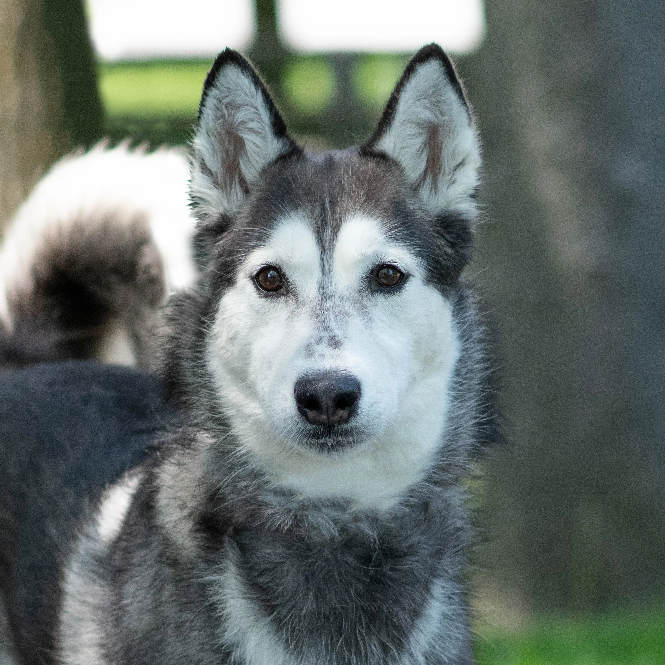 Adoptable Dogs — Dog Tales Rescue and Sanctuary