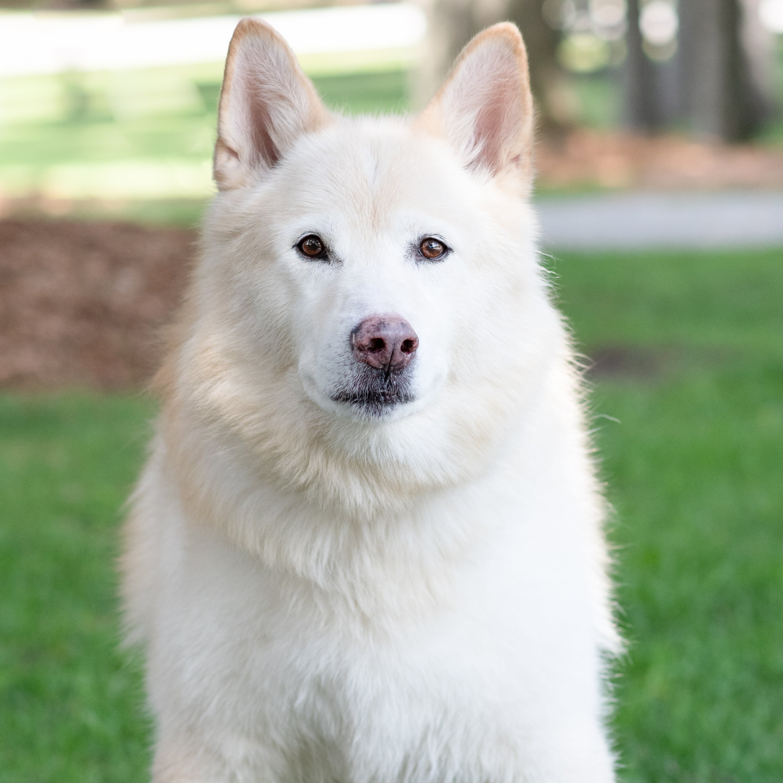 White Northern Inuit Puppies
