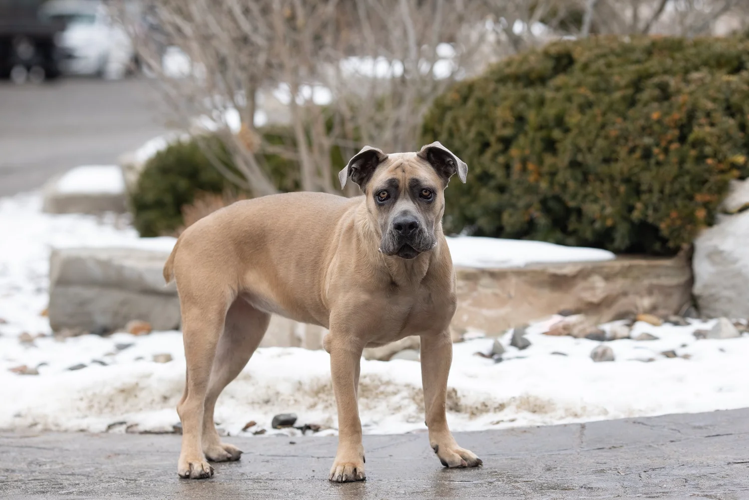 Avery — Dog Tales Rescue and Sanctuary