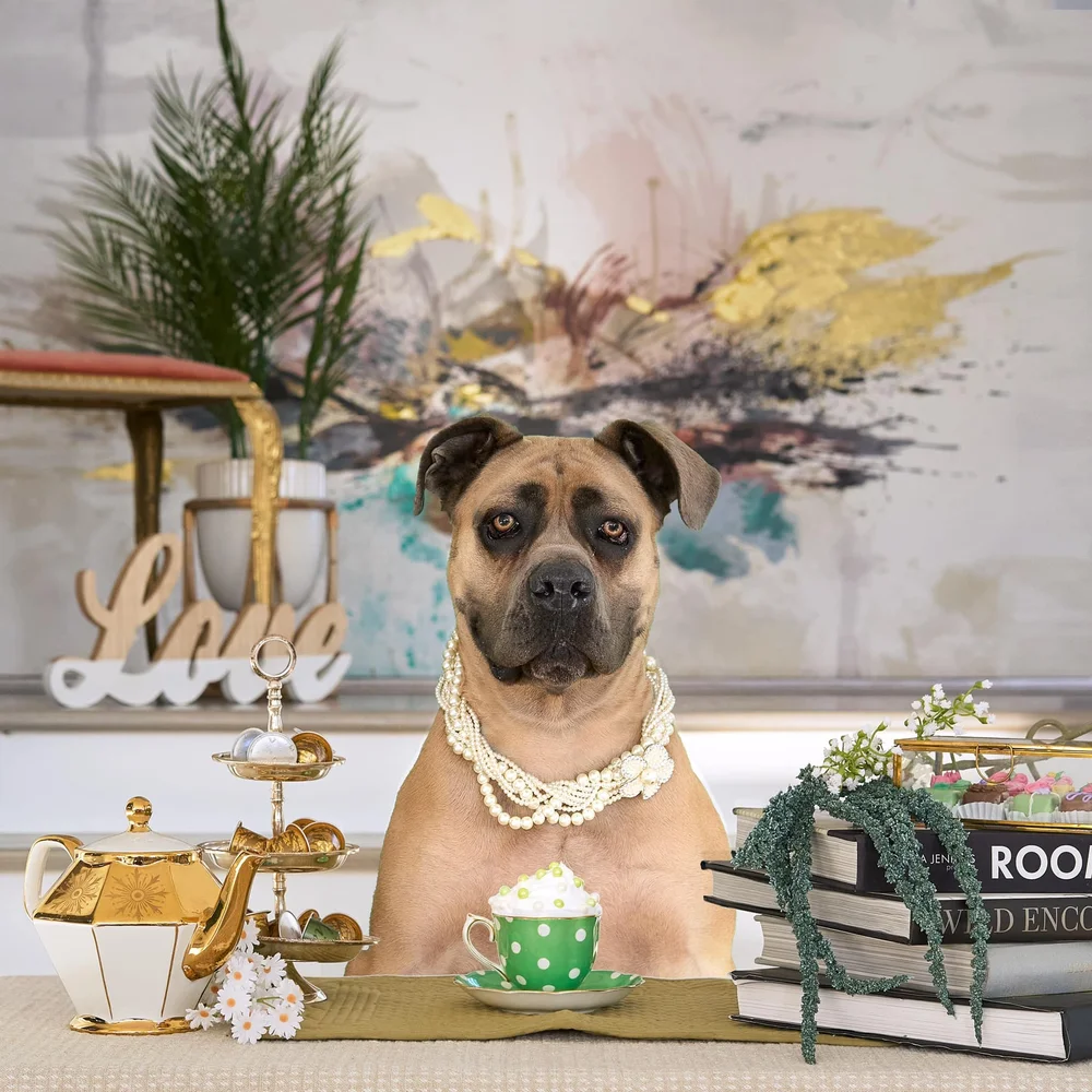 Avery — Dog Tales Rescue and Sanctuary