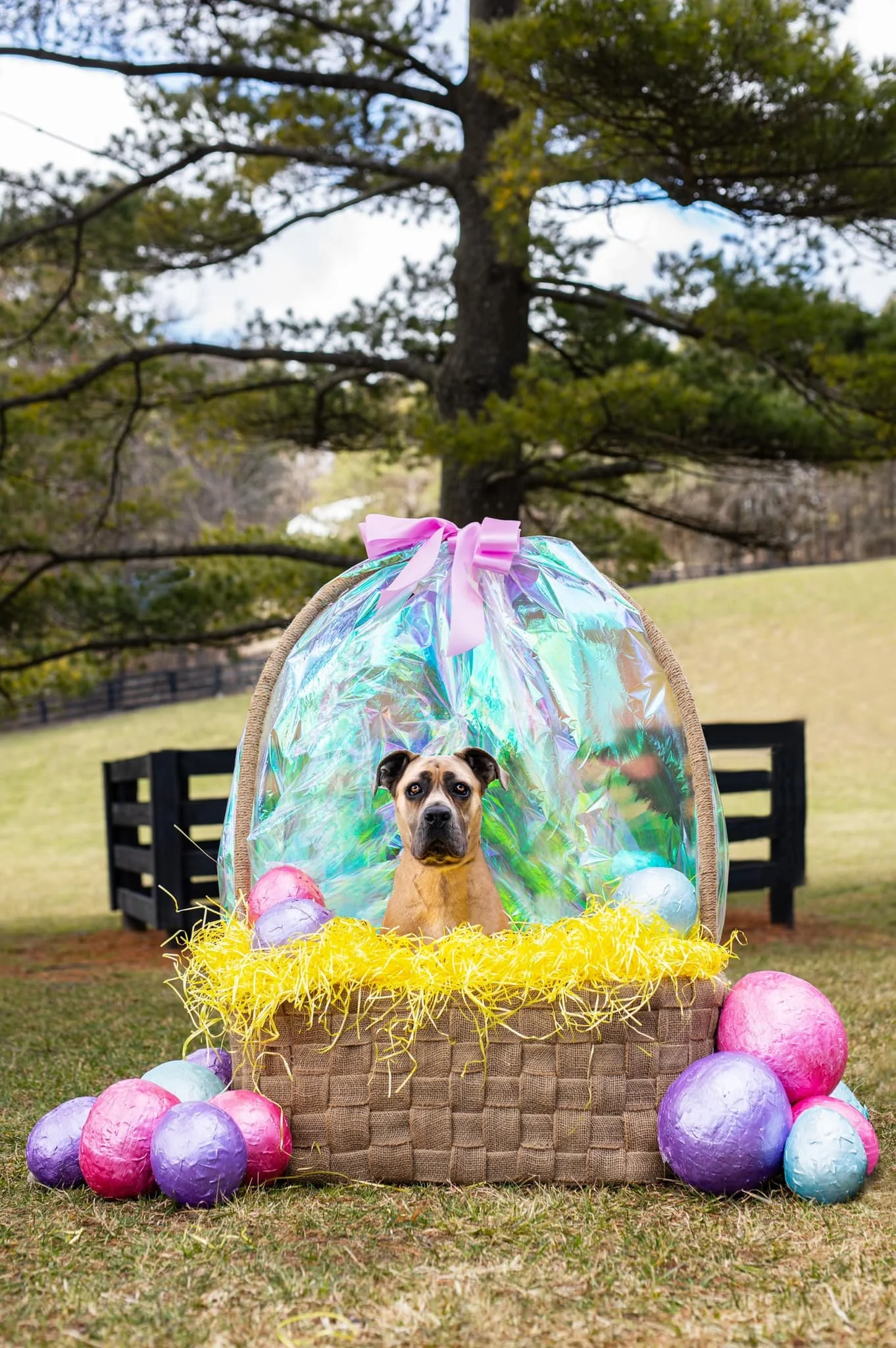 Avery — Dog Tales Rescue and Sanctuary