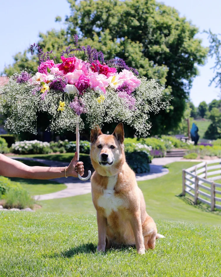 Bella — Dog Tales Rescue and Sanctuary