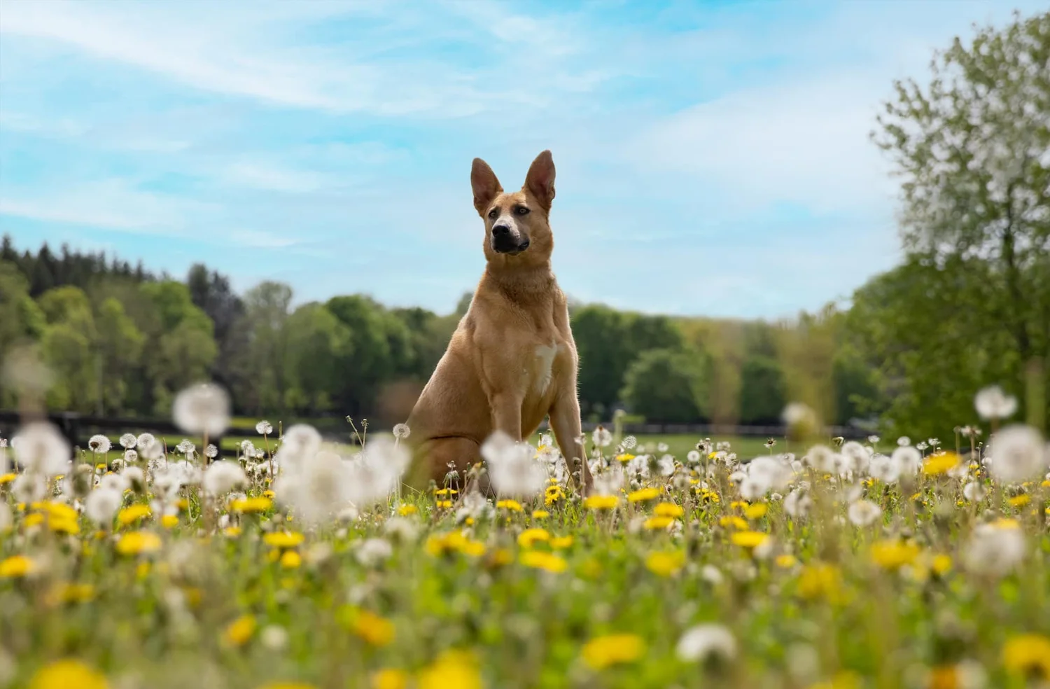 Cardi — Dog Tales Rescue and Sanctuary