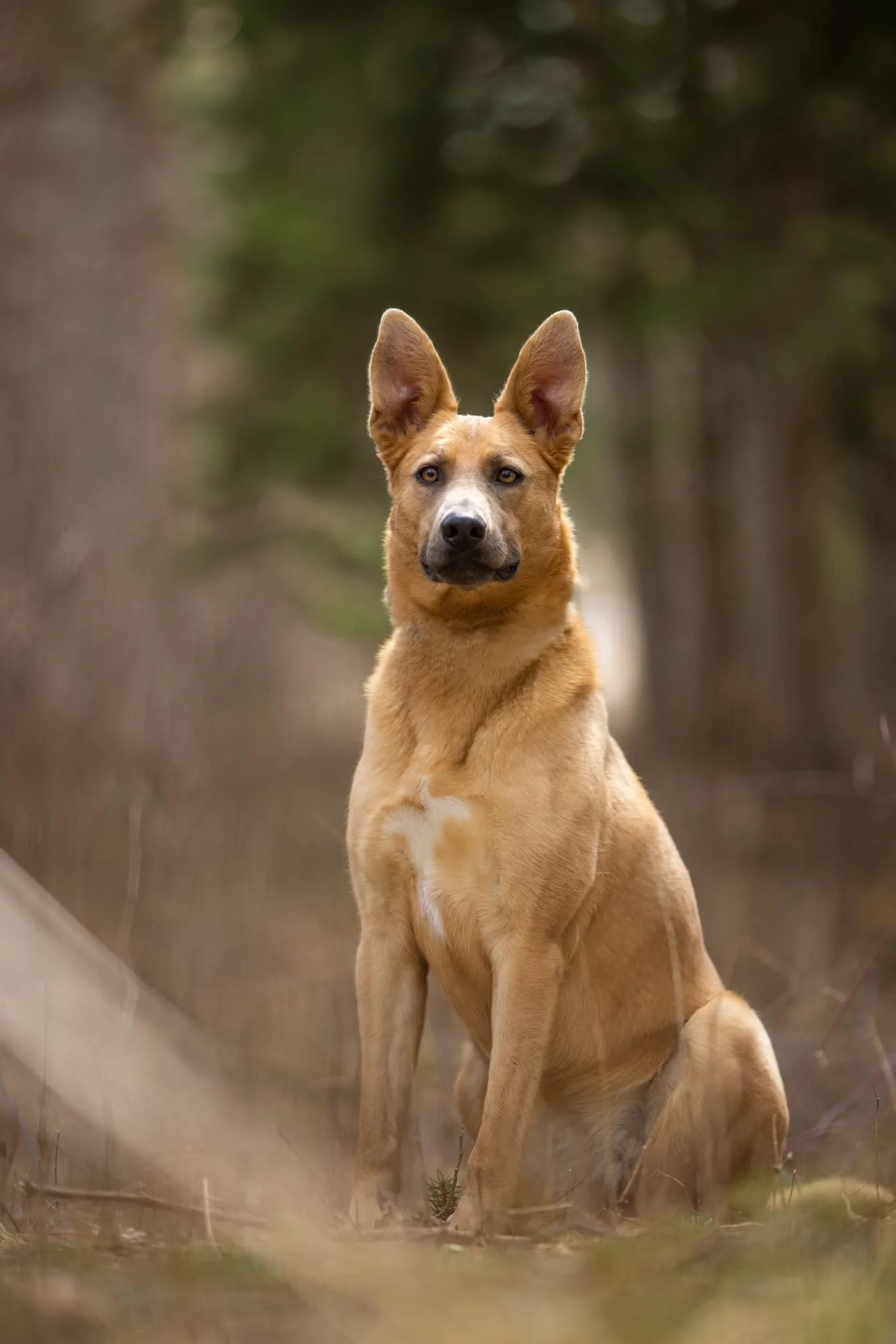 Cardi — Dog Tales Rescue and Sanctuary