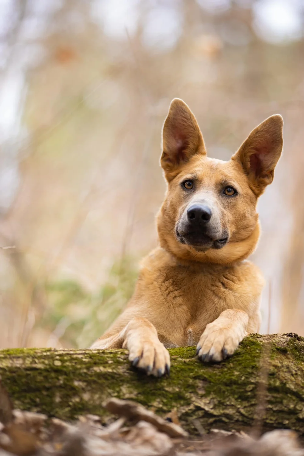 Cardi — Dog Tales Rescue and Sanctuary