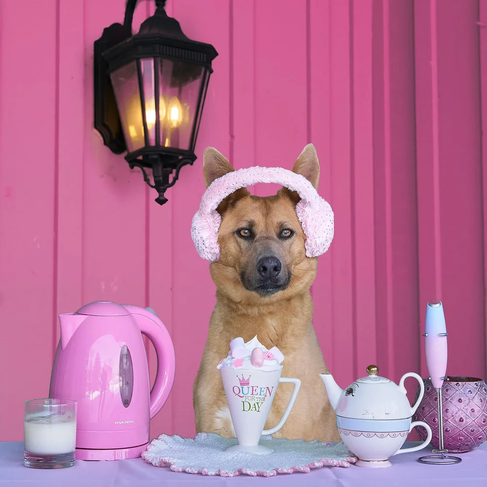 Cardi — Dog Tales Rescue and Sanctuary