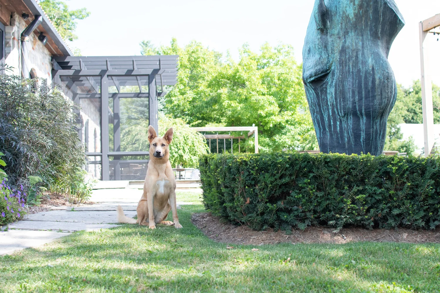 Cardi — Dog Tales Rescue and Sanctuary