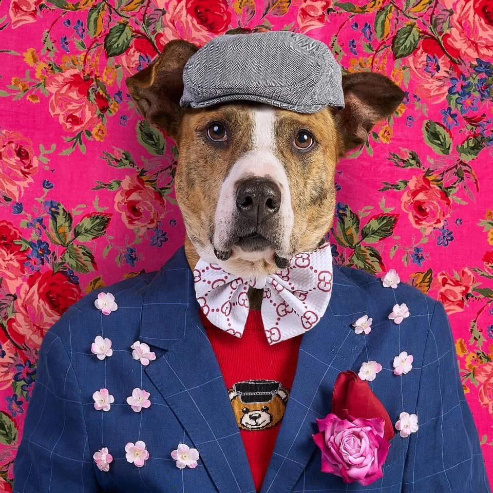 Traye — Dog Tales Rescue and Sanctuary