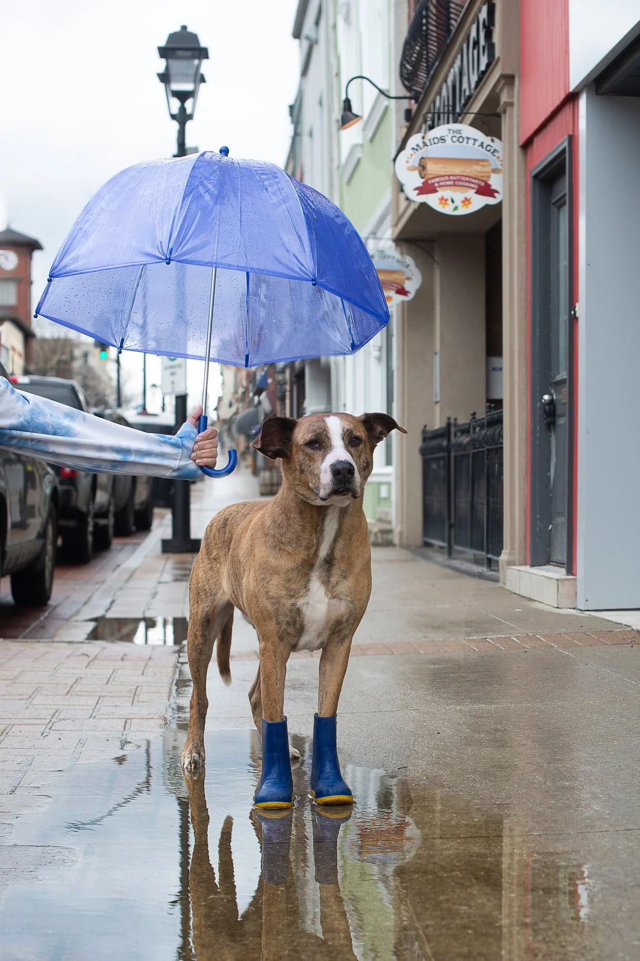 Traye — Dog Tales Rescue and Sanctuary