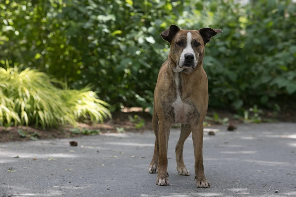 Traye — Dog Tales Rescue and Sanctuary