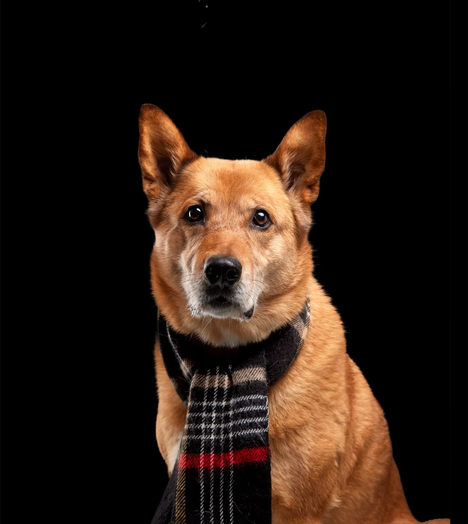 Bella — Dog Tales Rescue and Sanctuary