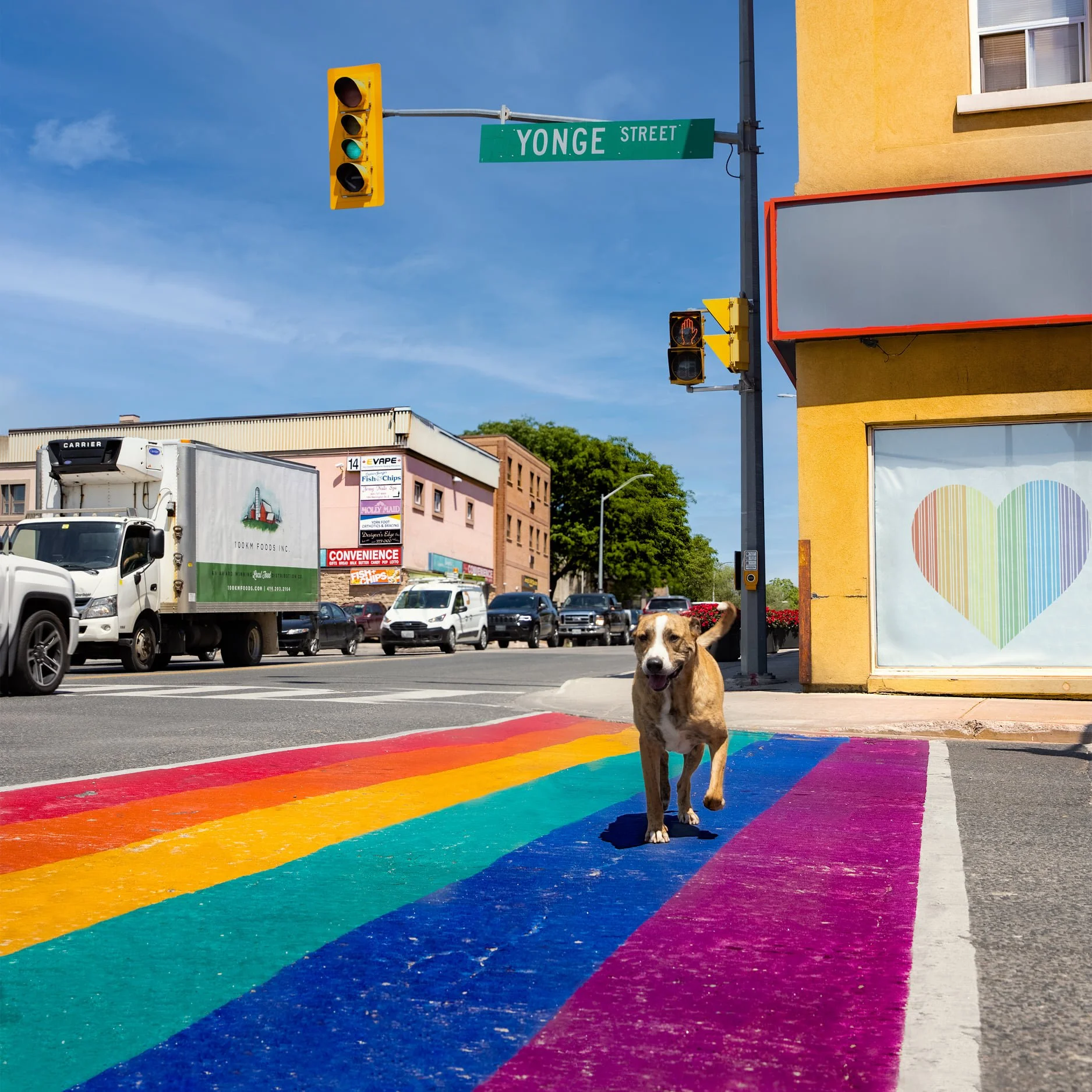 Traye — Dog Tales Rescue and Sanctuary