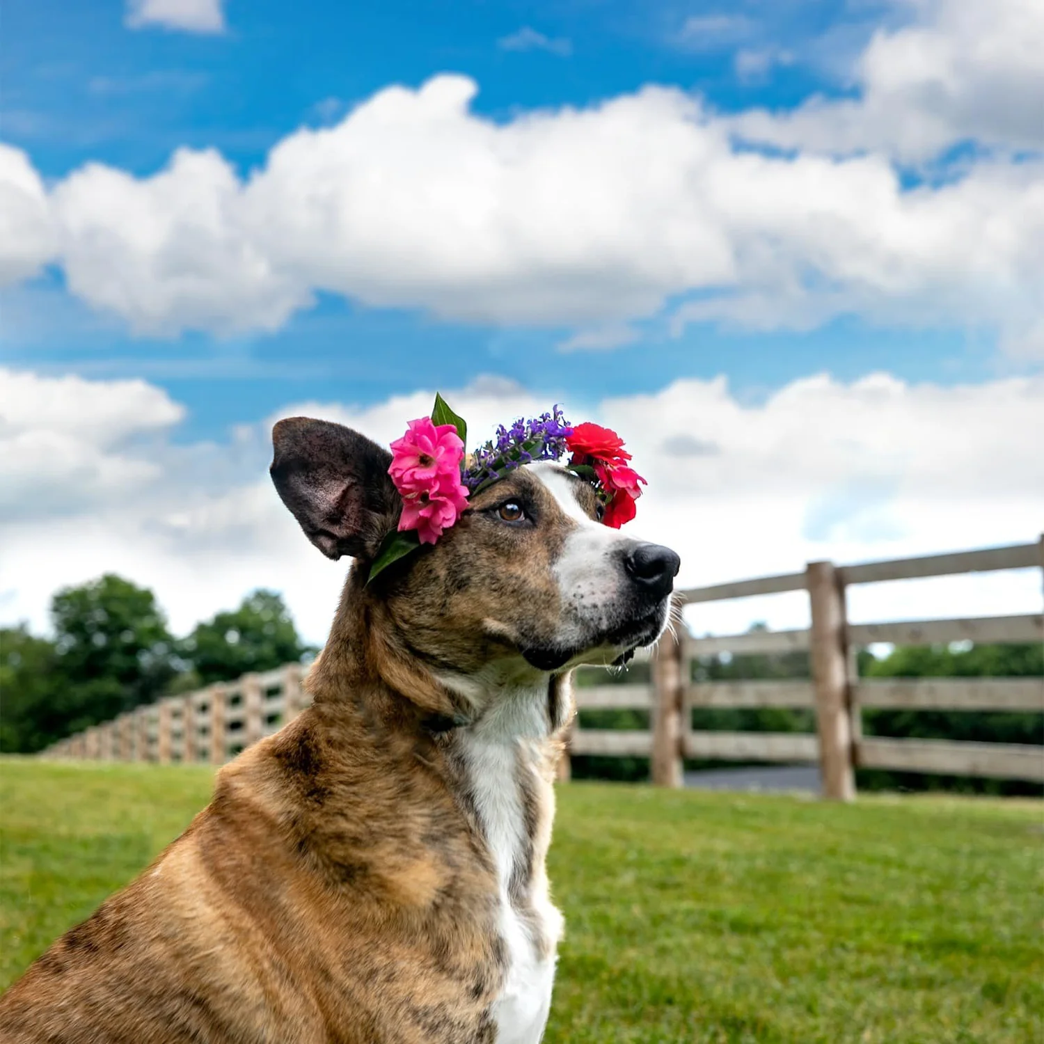 Traye — Dog Tales Rescue and Sanctuary