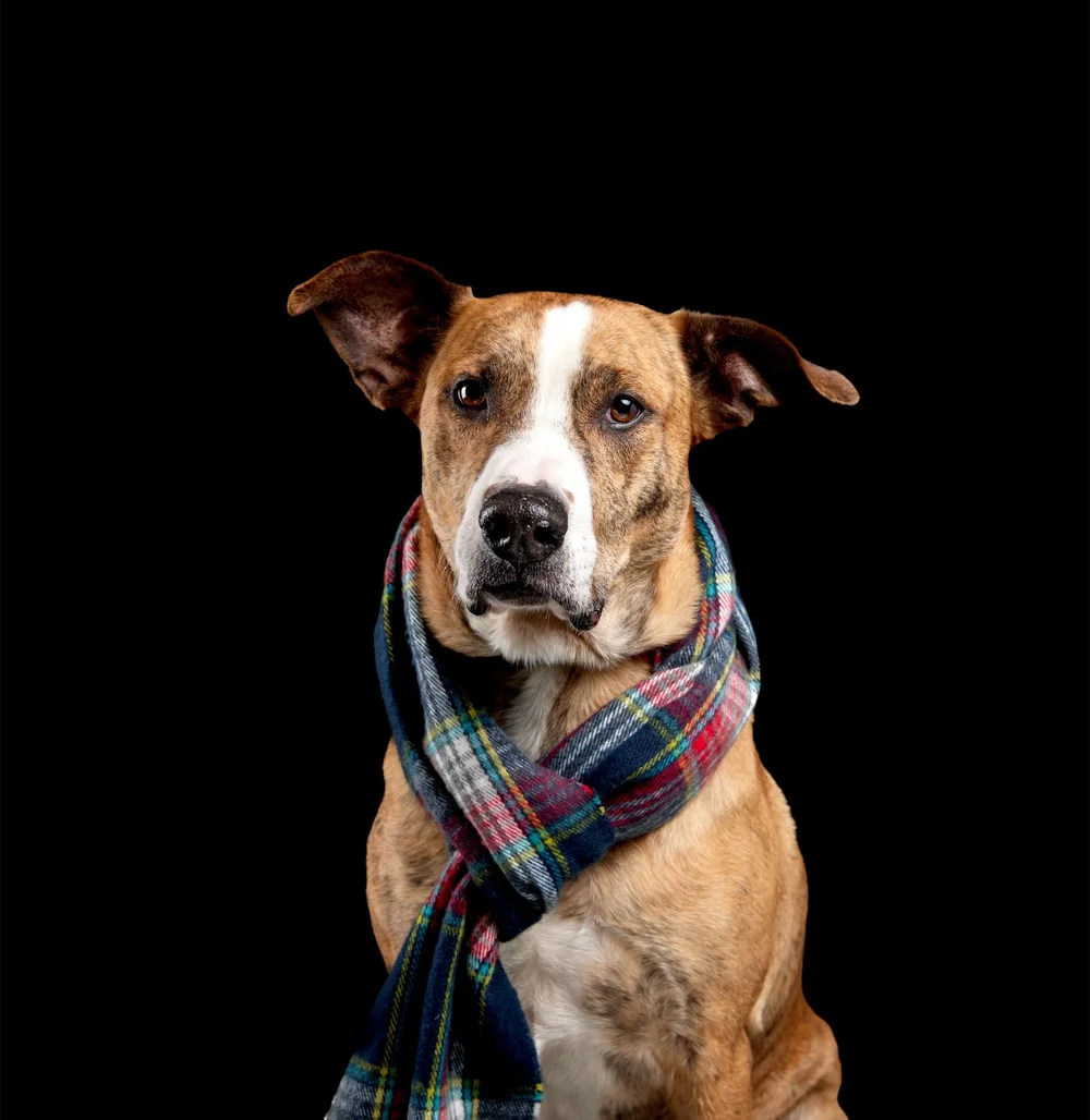 Traye — Dog Tales Rescue and Sanctuary