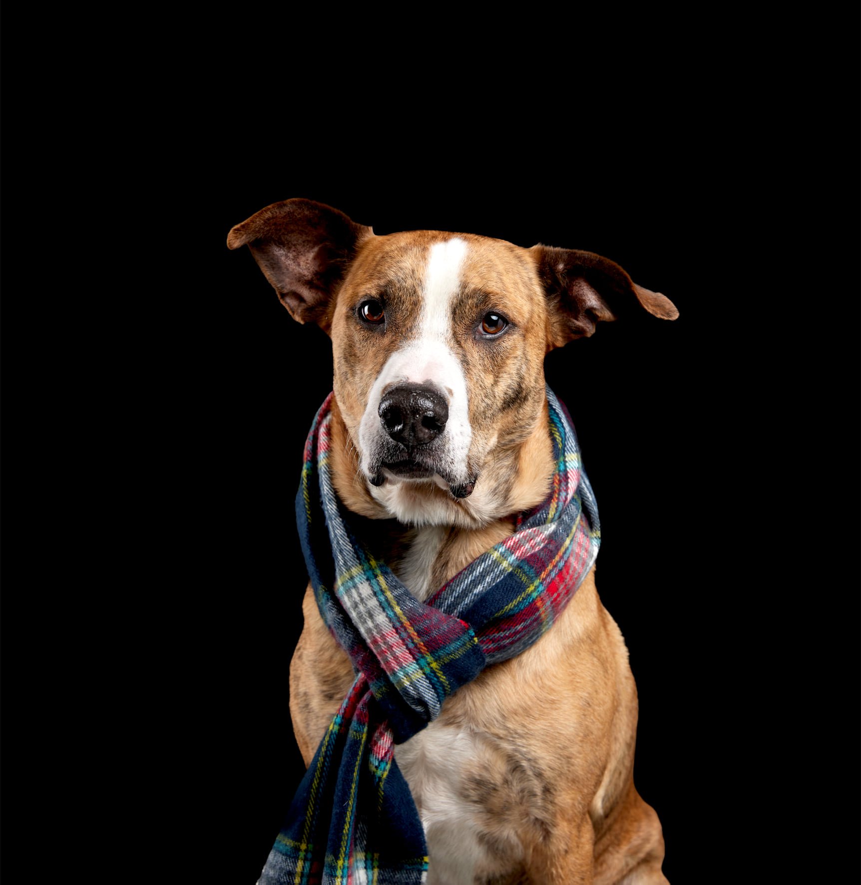 Traye — Dog Tales Rescue and Sanctuary