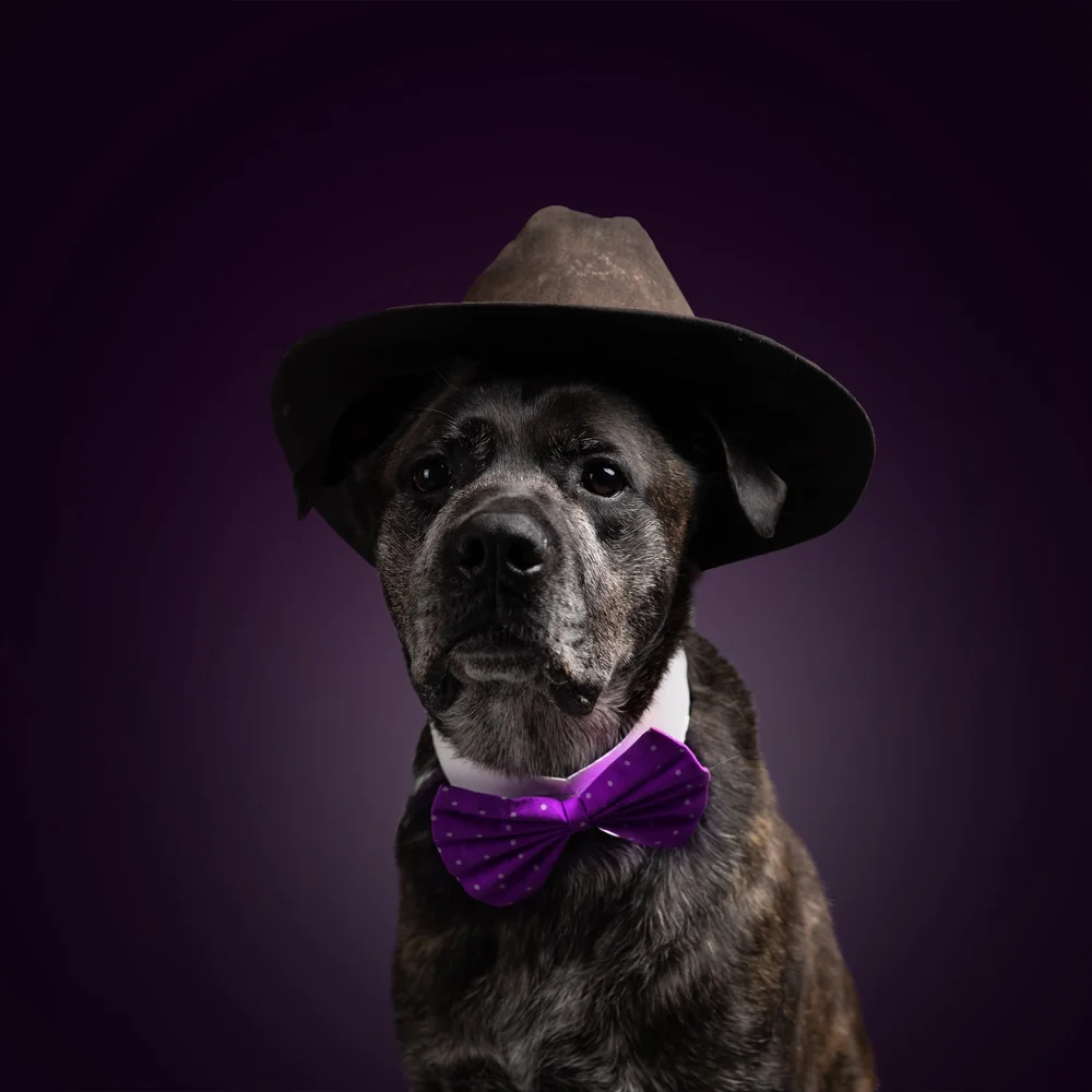 Kodiak — Dog Tales Rescue and Sanctuary