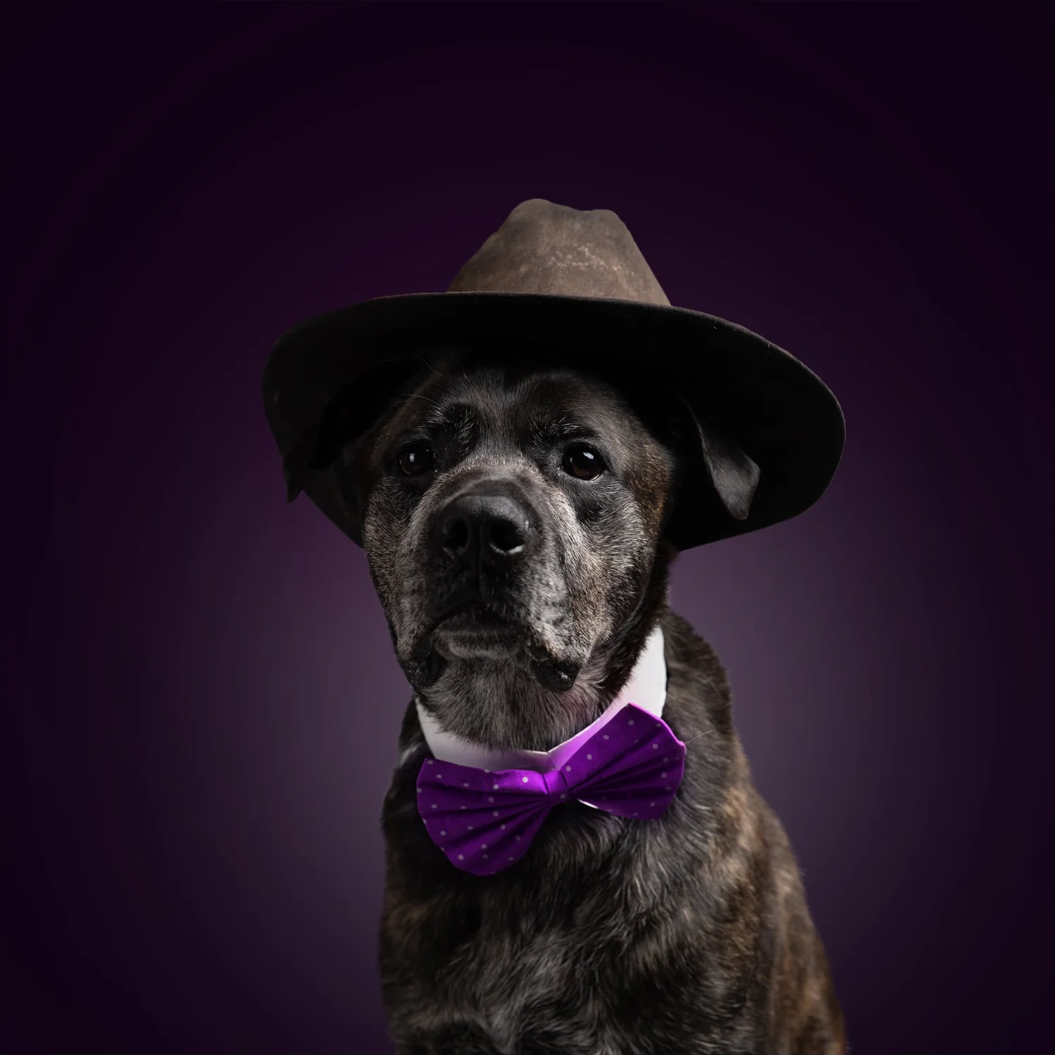 Kodiak — Dog Tales Rescue and Sanctuary