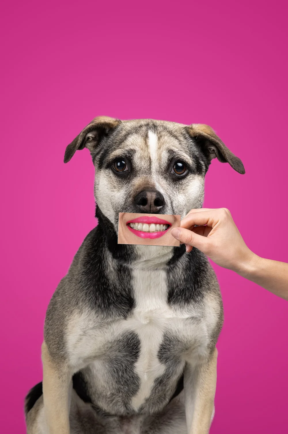 Lightning — Dog Tales Rescue and Sanctuary