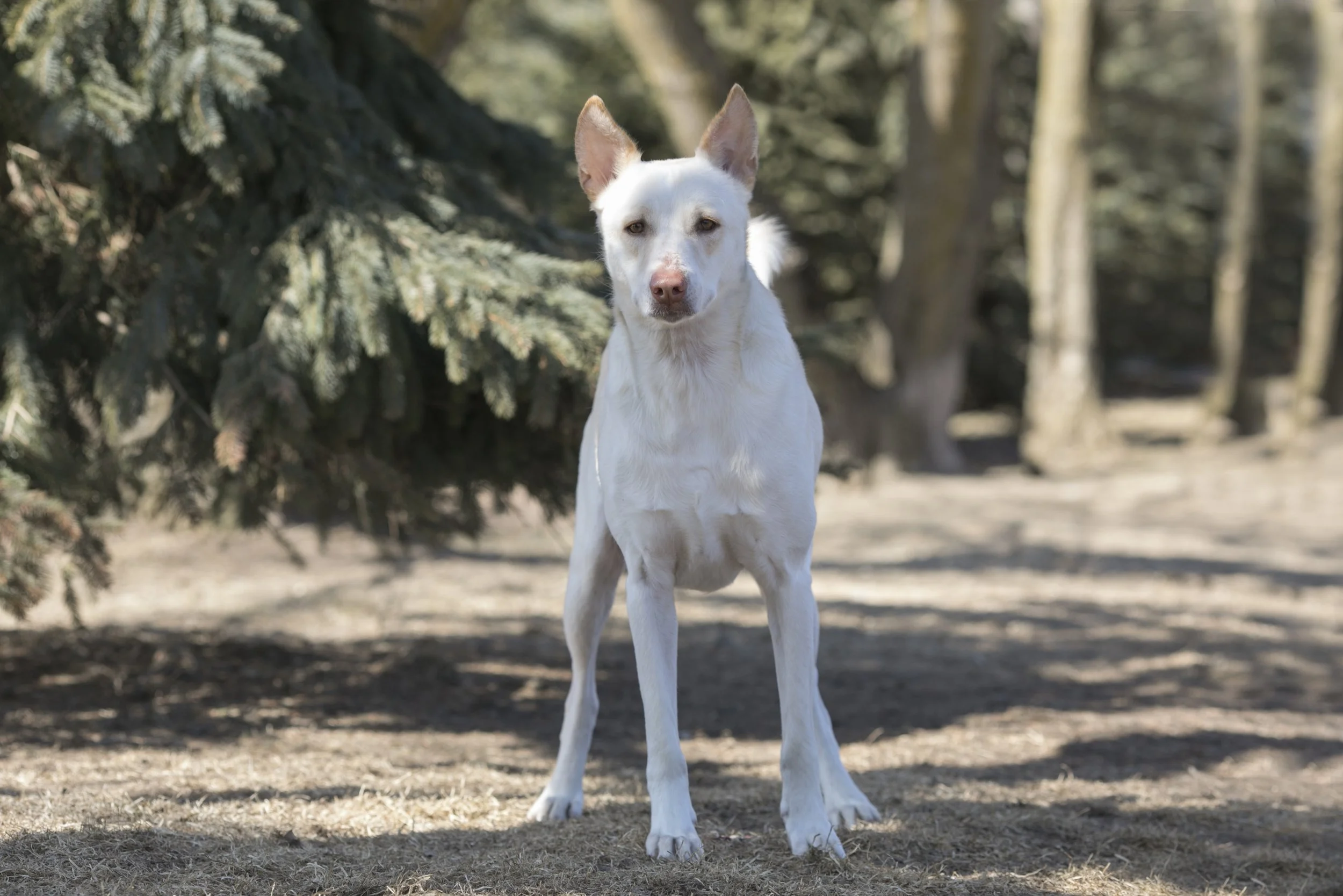 Skay — Dog Tales Rescue and Sanctuary