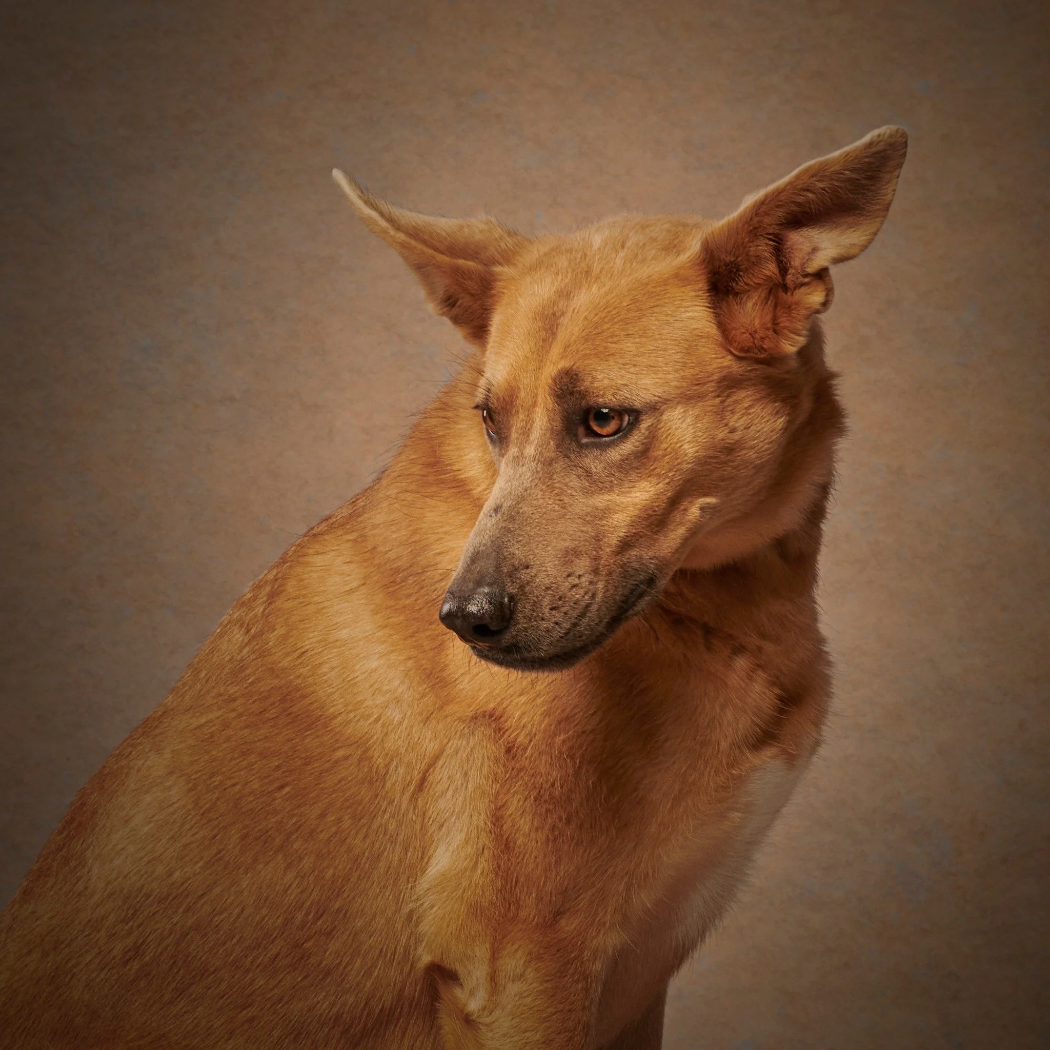 Cardi — Dog Tales Rescue and Sanctuary
