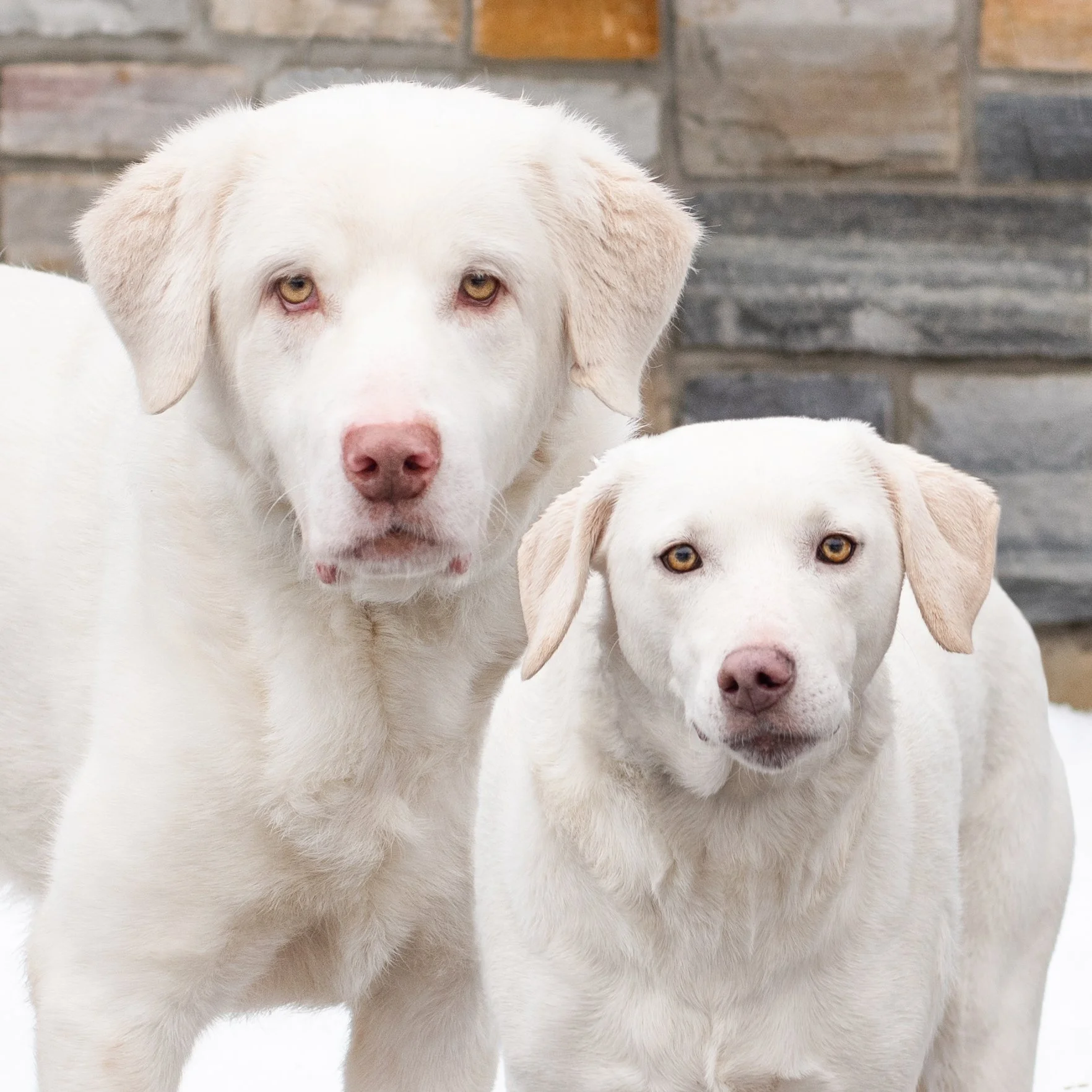 Adoptable Dogs — Dog Tales Rescue and Sanctuary