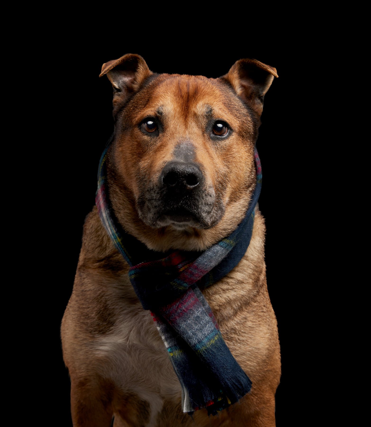 Mackey — Dog Tales Rescue and Sanctuary