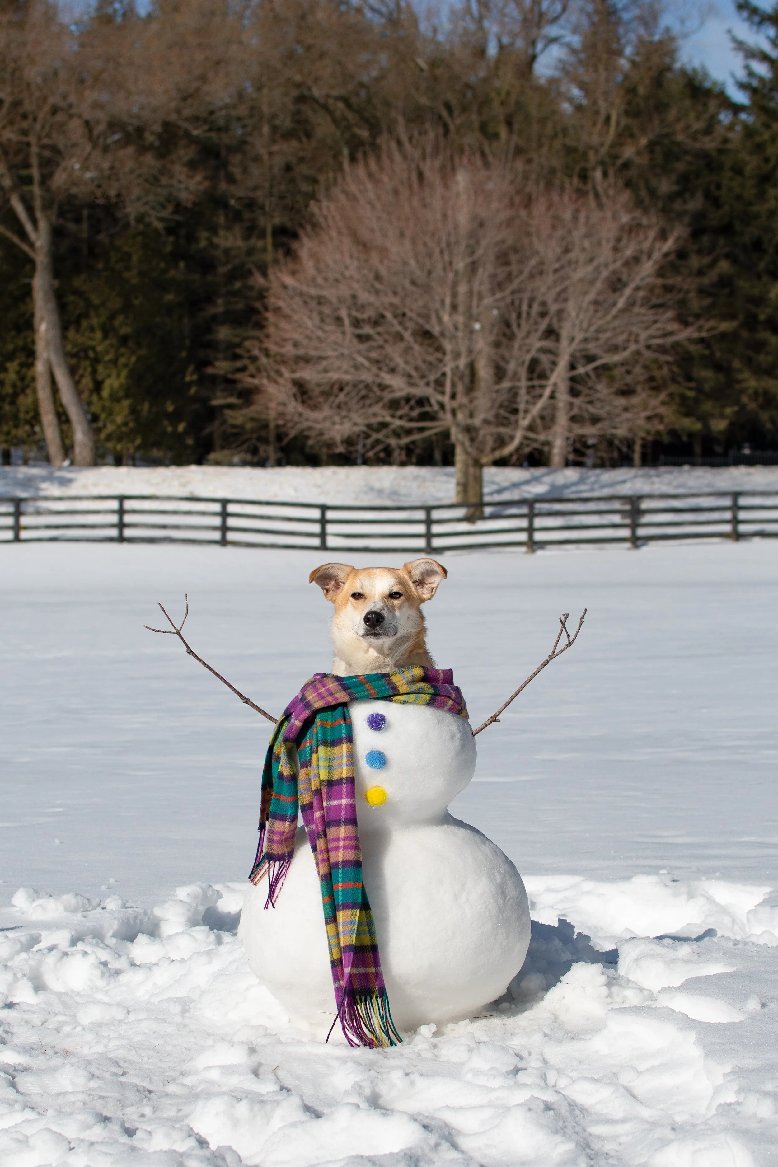 Spice — Dog Tales Rescue and Sanctuary