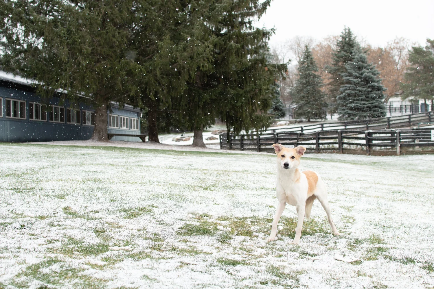 Spice — Dog Tales Rescue and Sanctuary