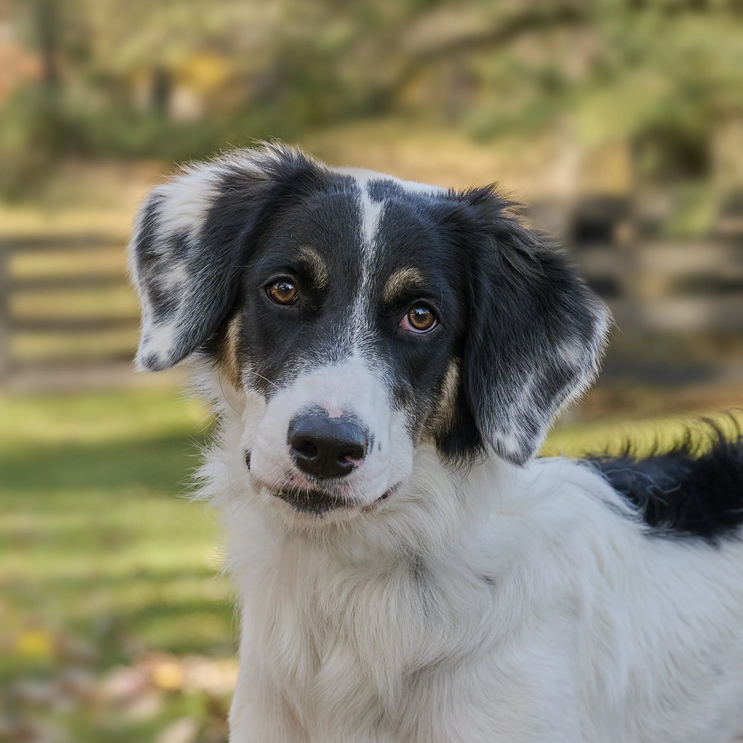 Adoptable Dogs — Dog Tales Rescue and Sanctuary