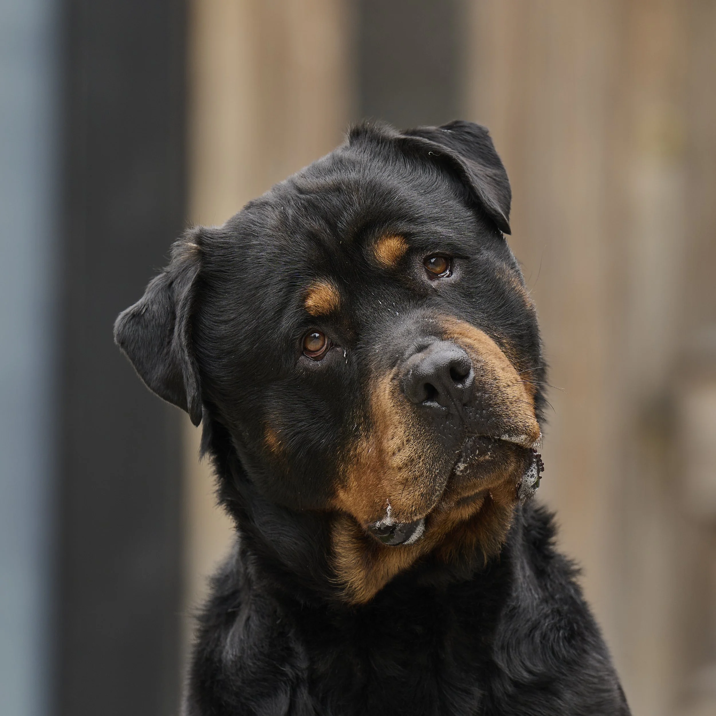 Adoptable Dogs — Dog Tales Rescue and Sanctuary