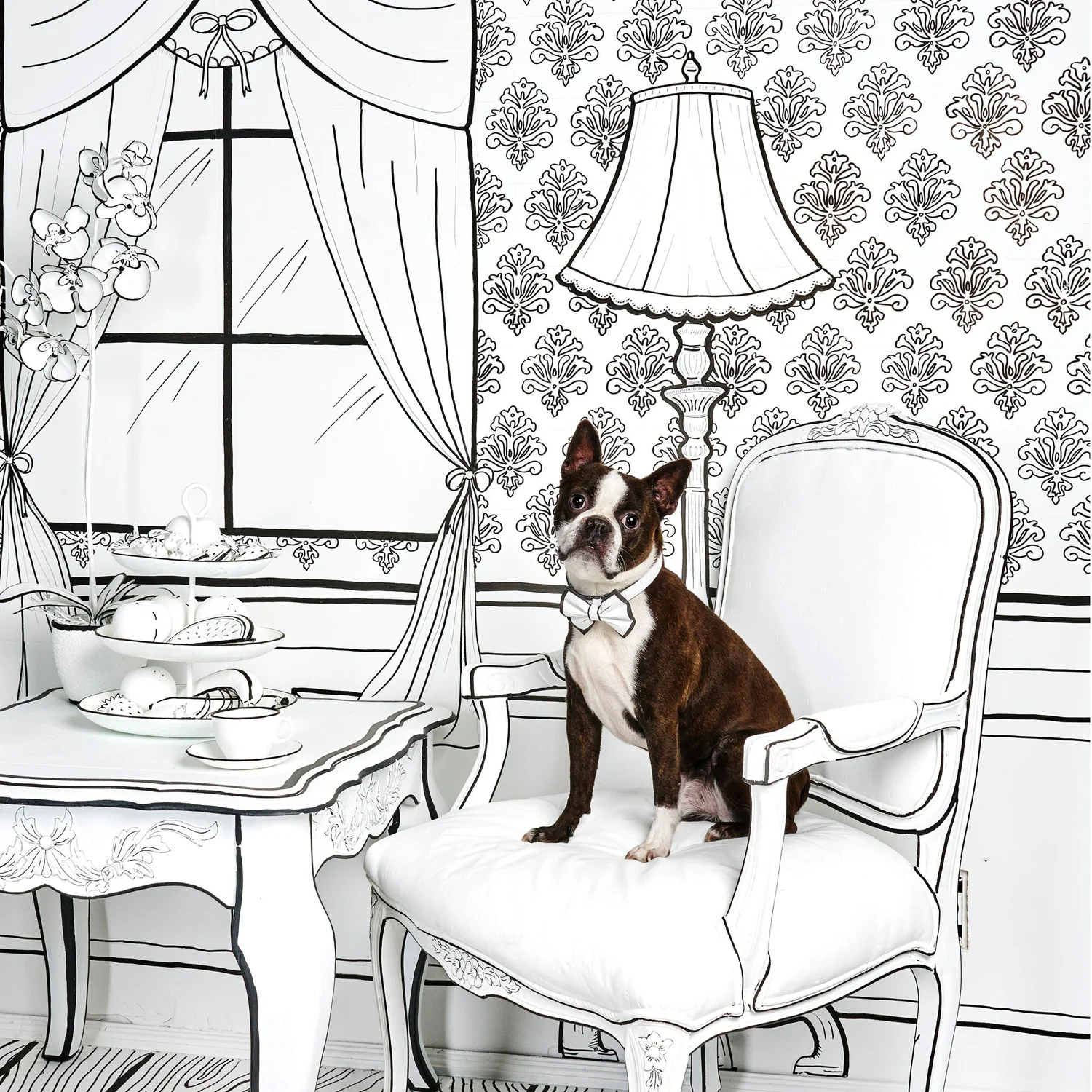 Austin — Dog Tales Rescue and Sanctuary