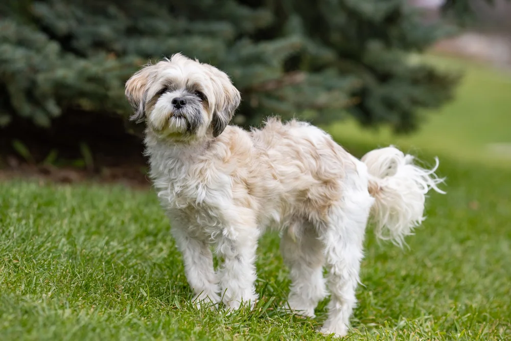 Ewok Dog