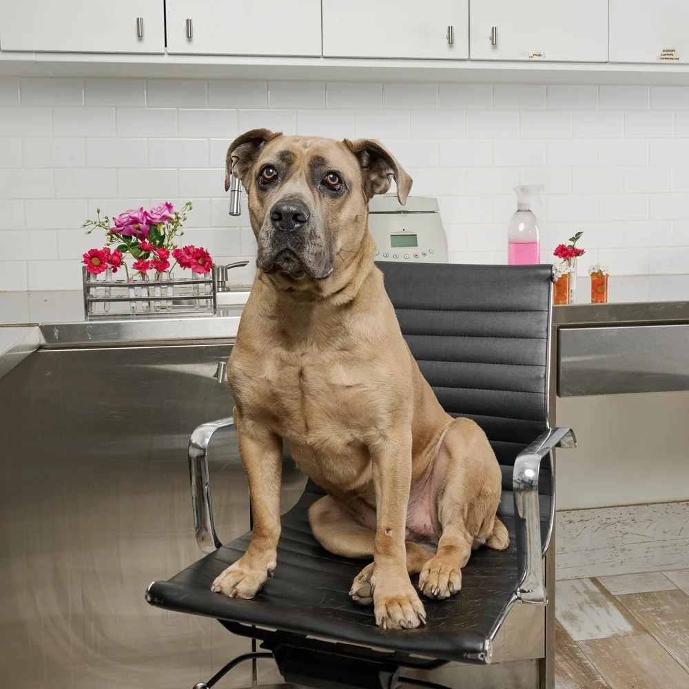 Avery — Dog Tales Rescue and Sanctuary