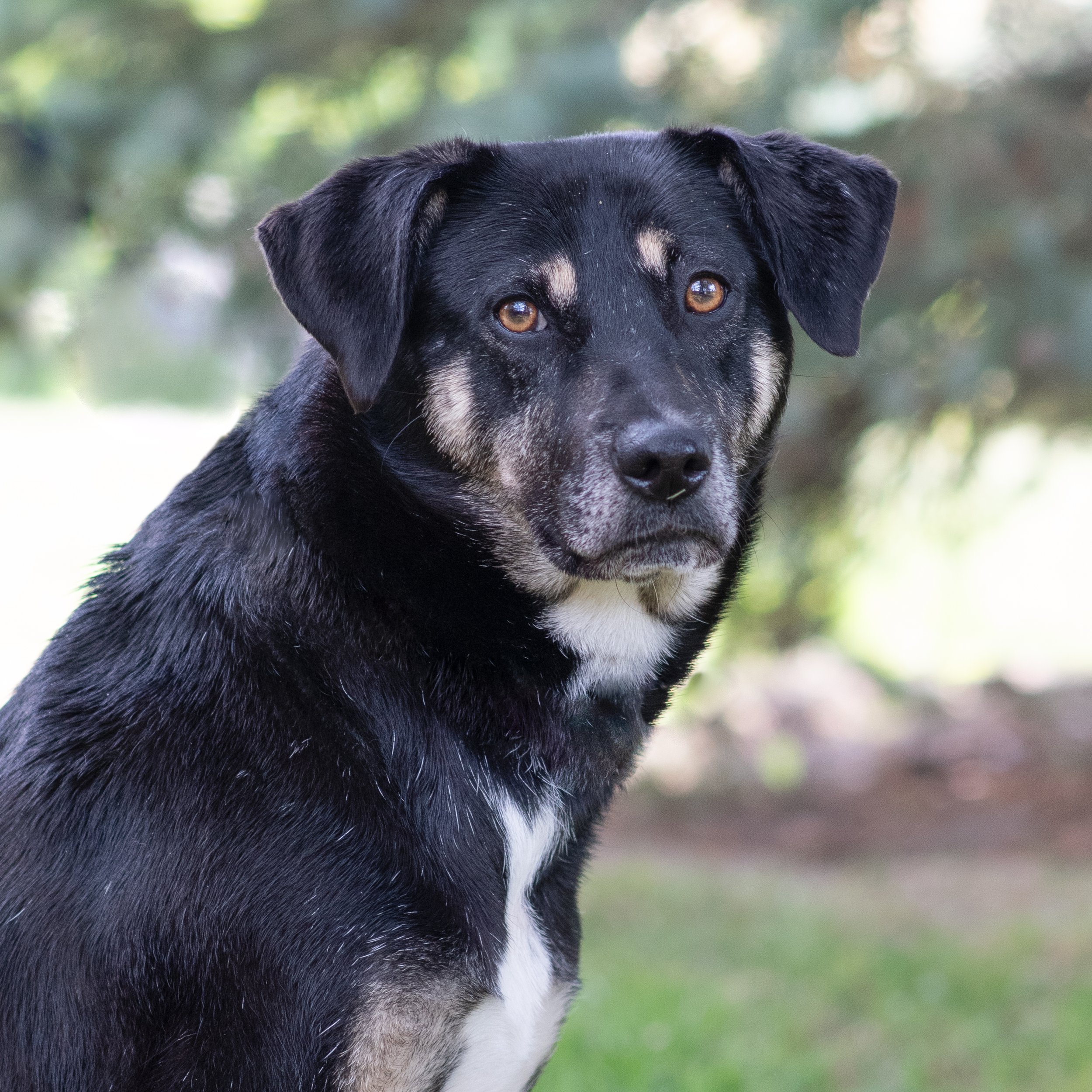 Adoptable Dogs — Dog Tales Rescue and Sanctuary