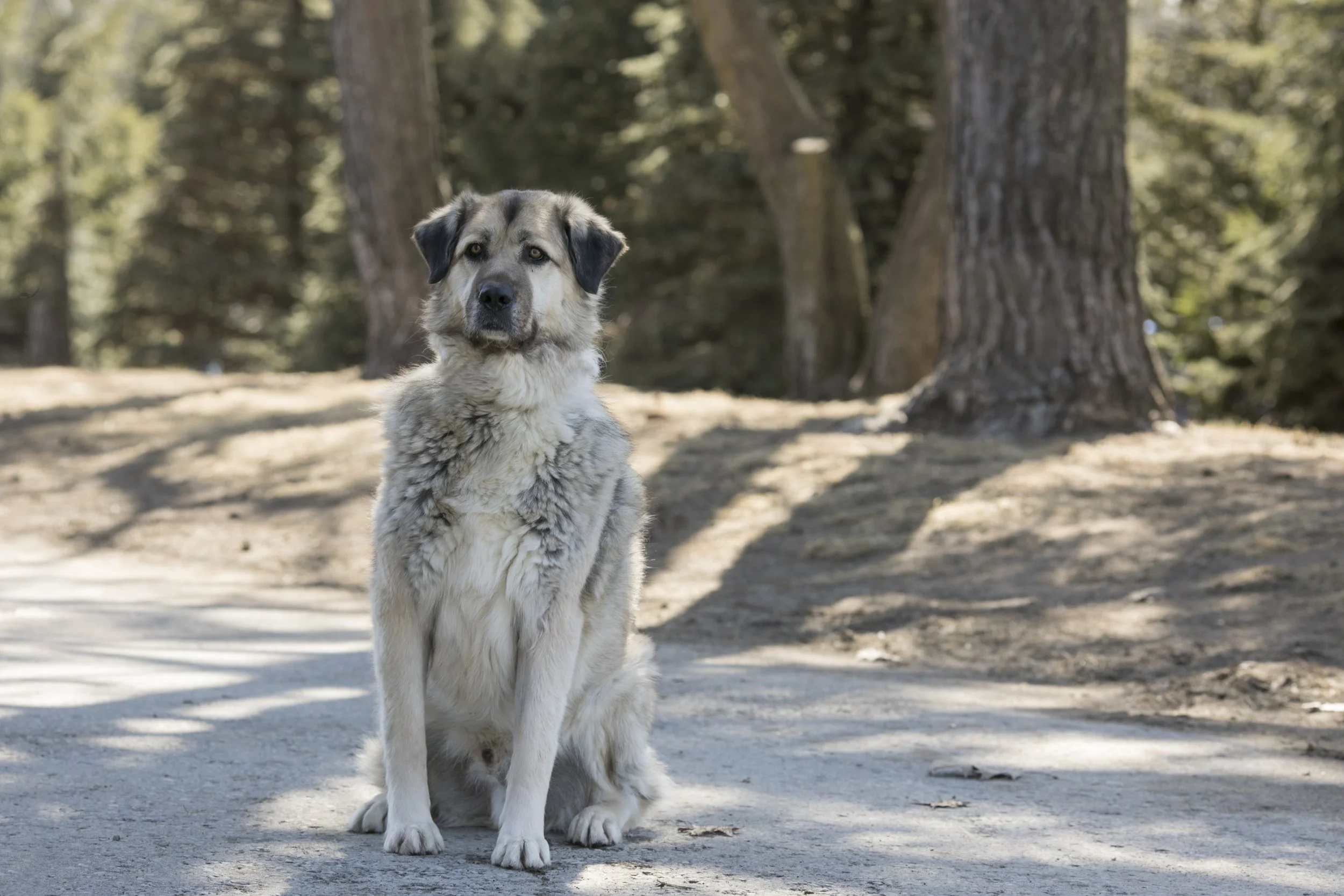 Sirius — Dog Tales Rescue and Sanctuary